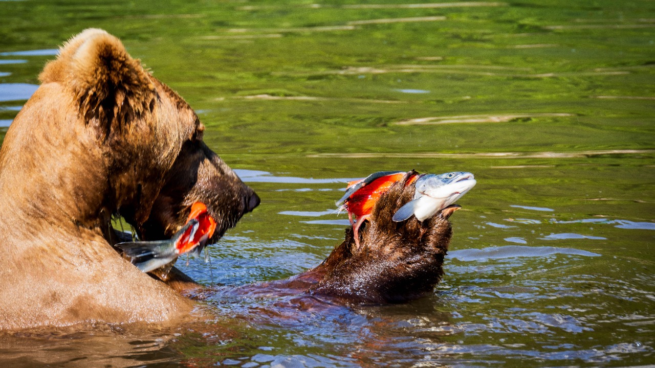 A camera strapped to a wild Alaskan bear just caught the animal ...