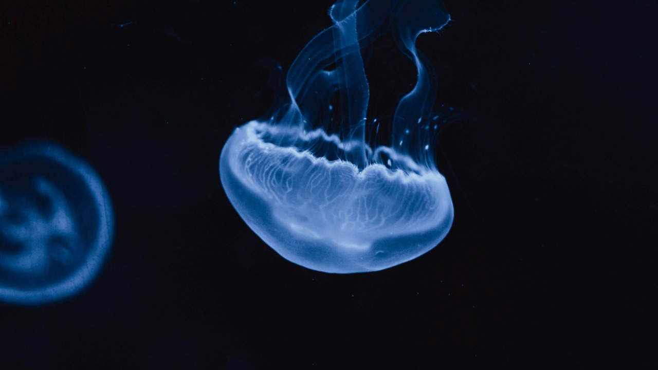 Marine biologists just filmed a brand-new deep-sea jellyfish 14,000 ...