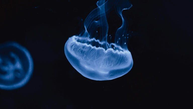 Marine biologists just filmed a brand-new deep-sea jellyfish 14,000 ...
