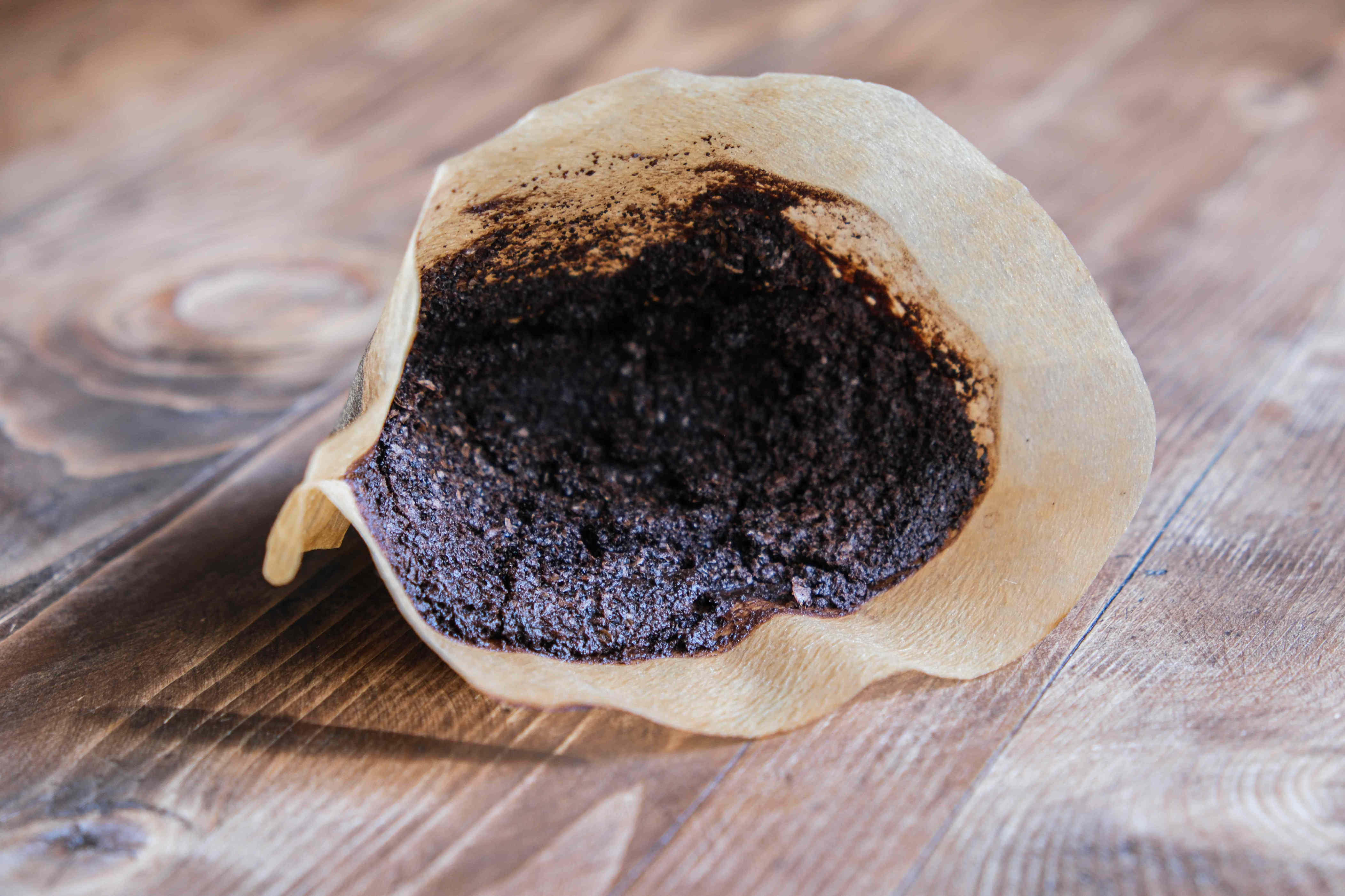 Can coffee grounds repel ants? Pest experts explain what really works