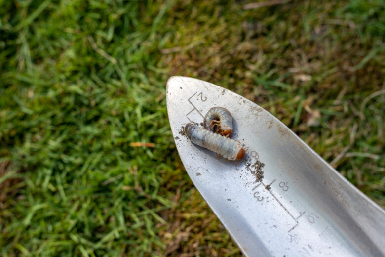 11 summer lawn pests & how to get rid of them