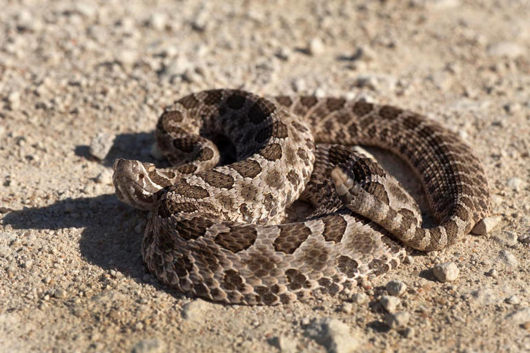 8 rattlesnake hotspots in Ohio you should know about