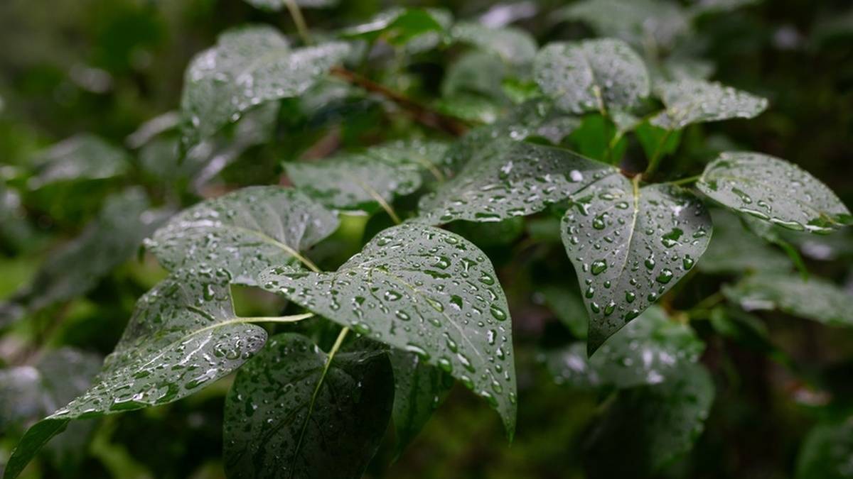 Meteoroložka Dagmar Honsová pro Nespechej.cz: Po výhni Česko překvapí ...