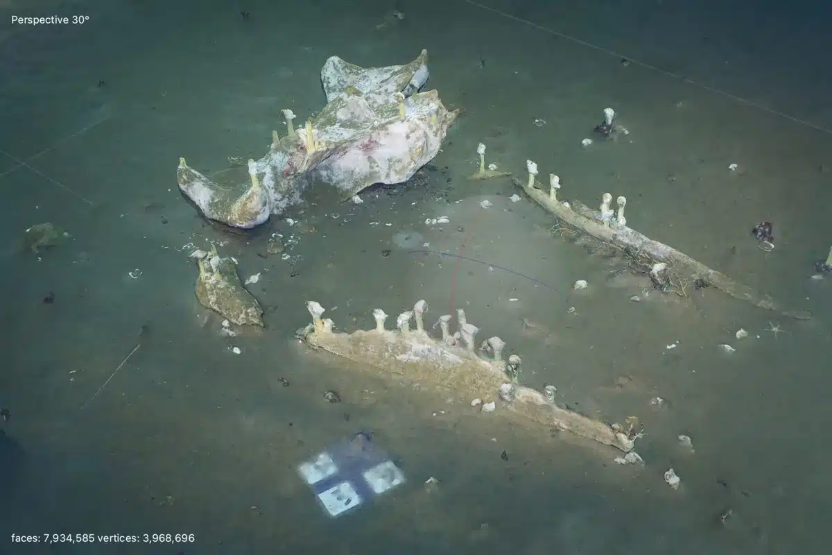 Scientists tracked a dead whale 1,288M deep in the Pacific for 15 years ...