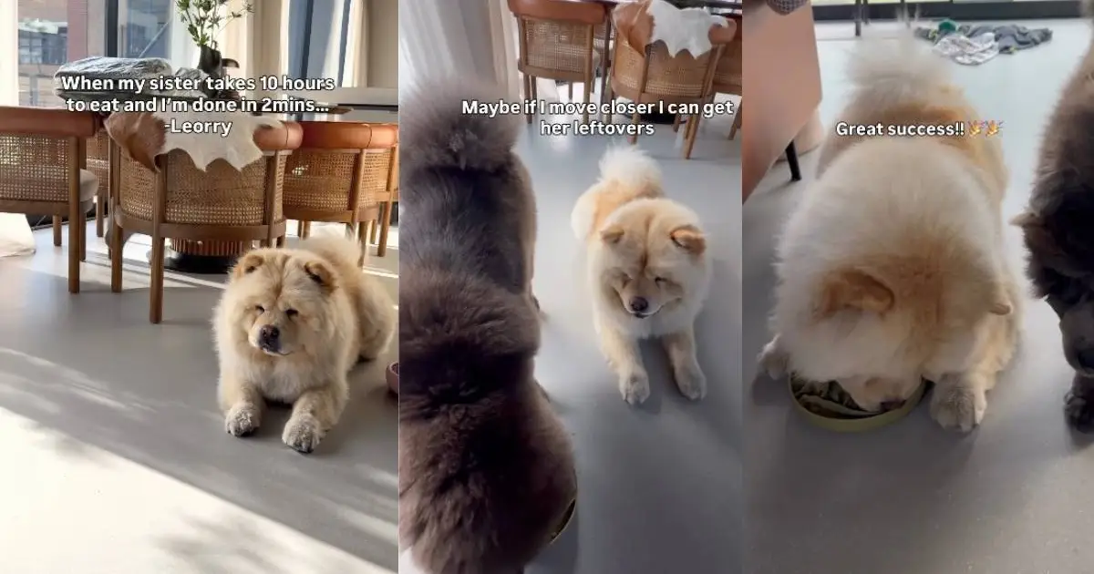 Dog finishes food in minutes before sneaking over to furry sister's bowl
