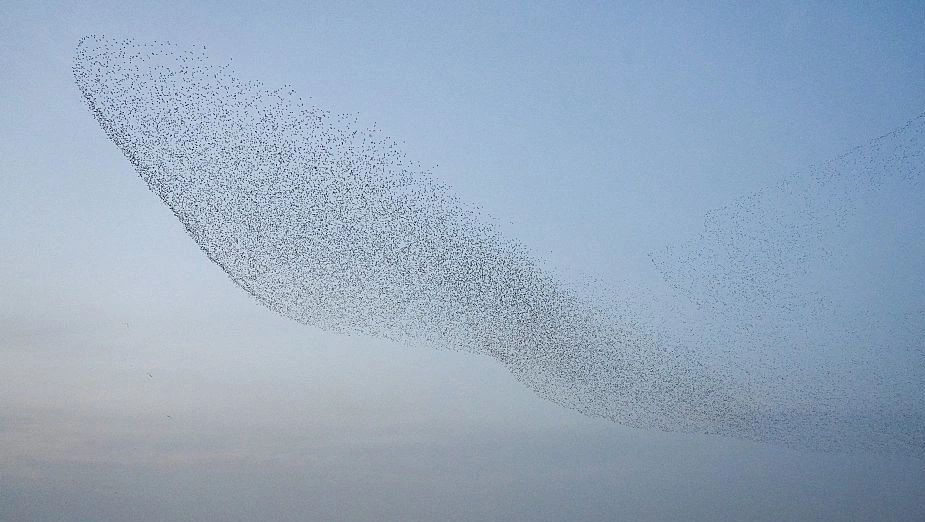 Starling murmurations reveal complex survival and communication patterns