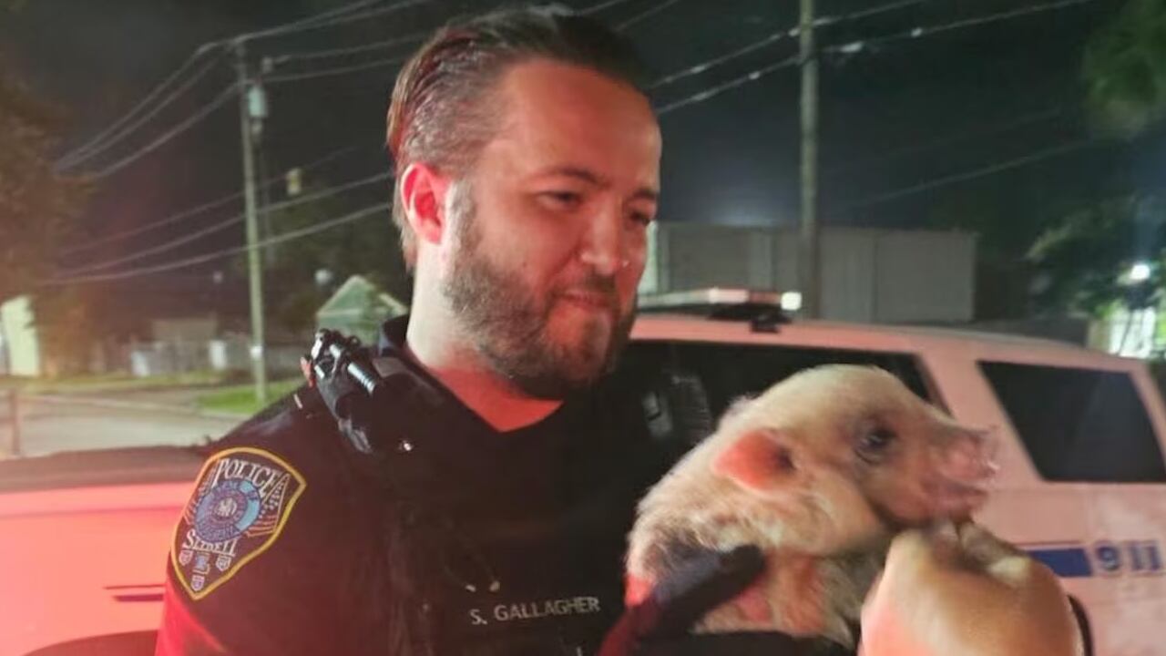 'Pork patrol': Louisiana police catch piglet on the loose