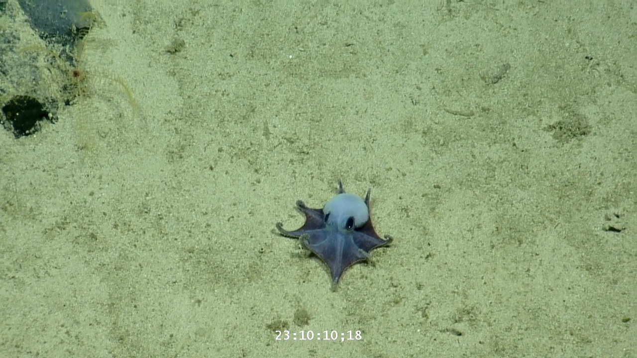 Raw video: Tiny blue octopus discovered in the Galapagos Islands