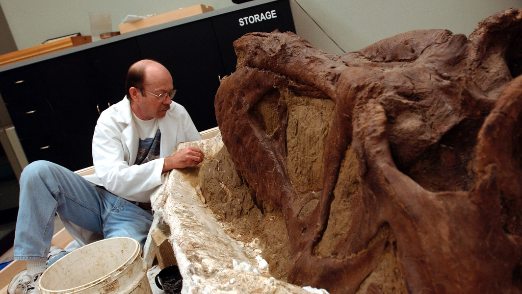Study links T rex's tiny arms to skull evolution