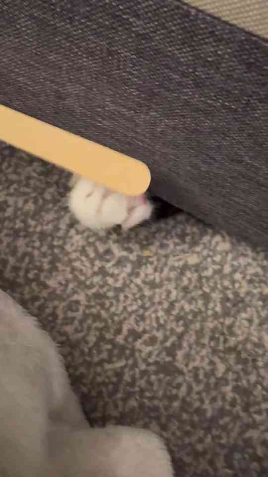 Cute cat enjoying a relaxing pedicure session