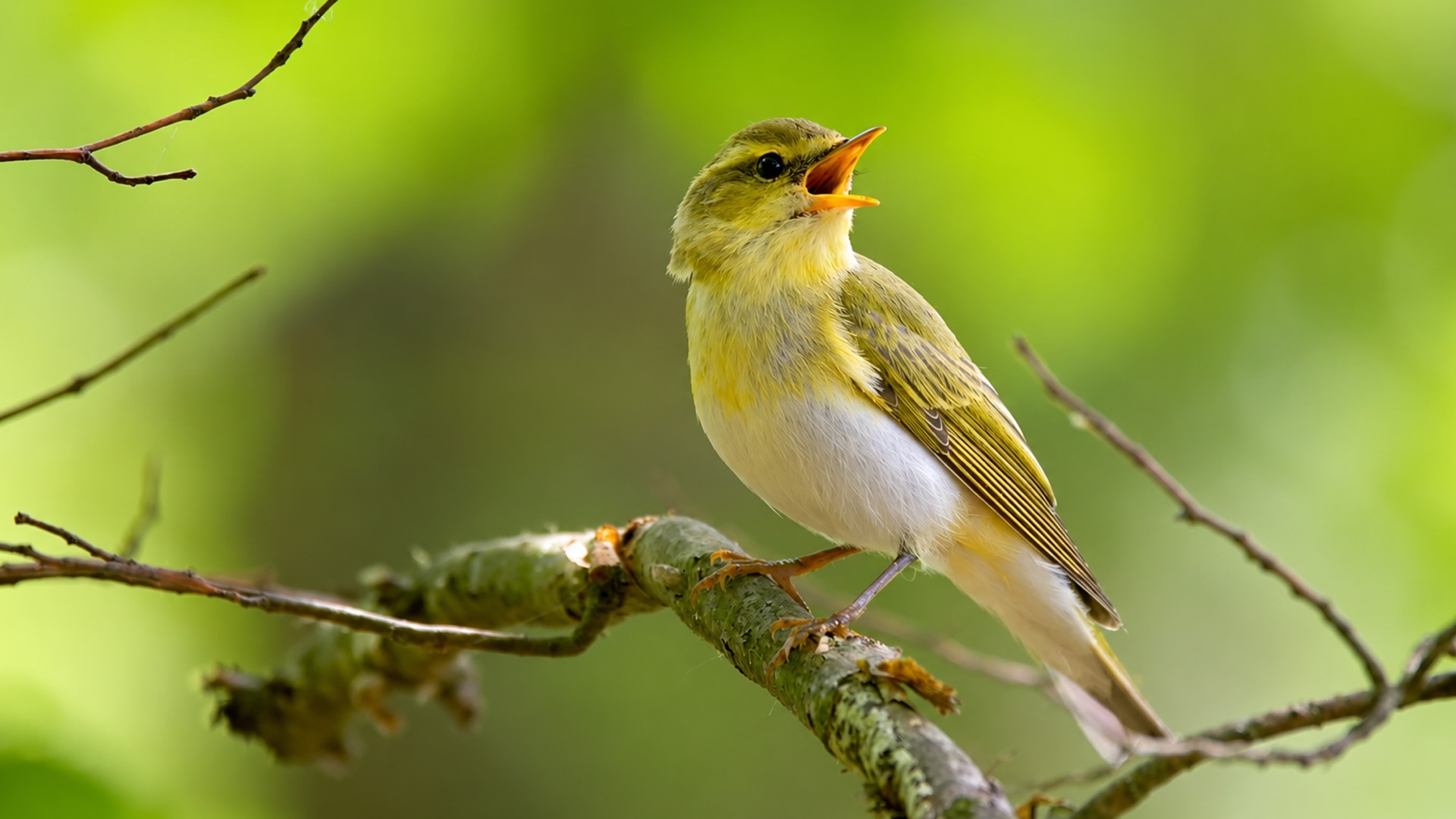Hidden woodland footage recorded the song of a tiny warbler