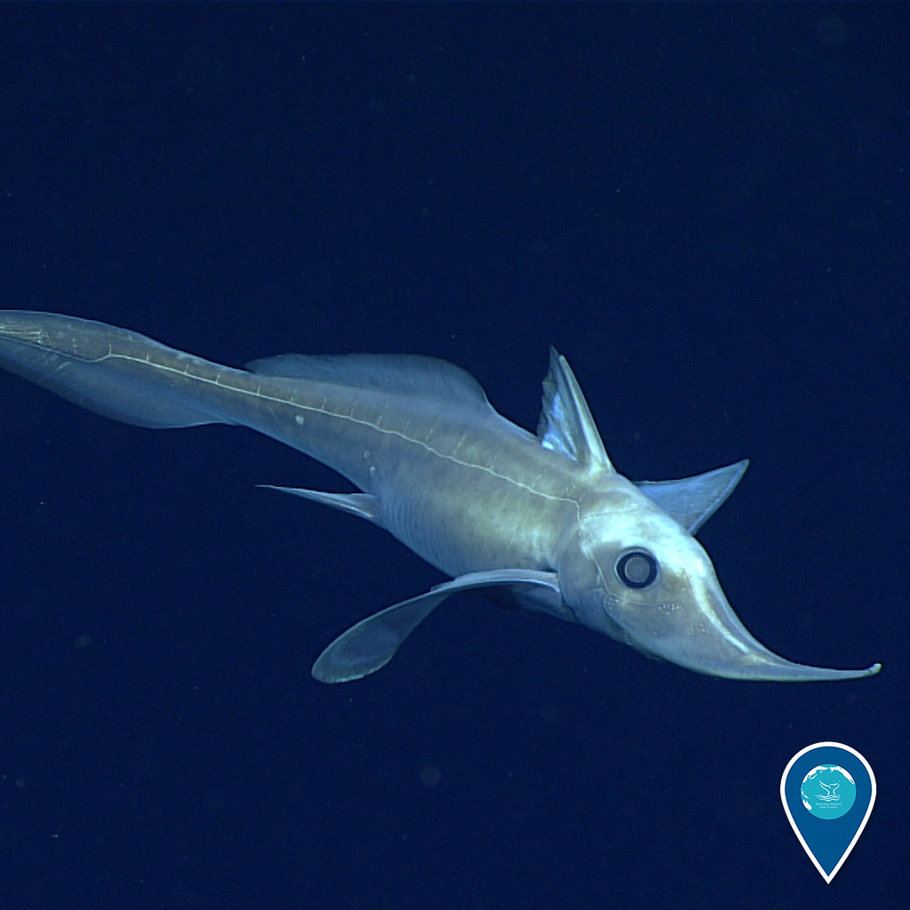 12 creepiest things ever caught on deep sea cameras