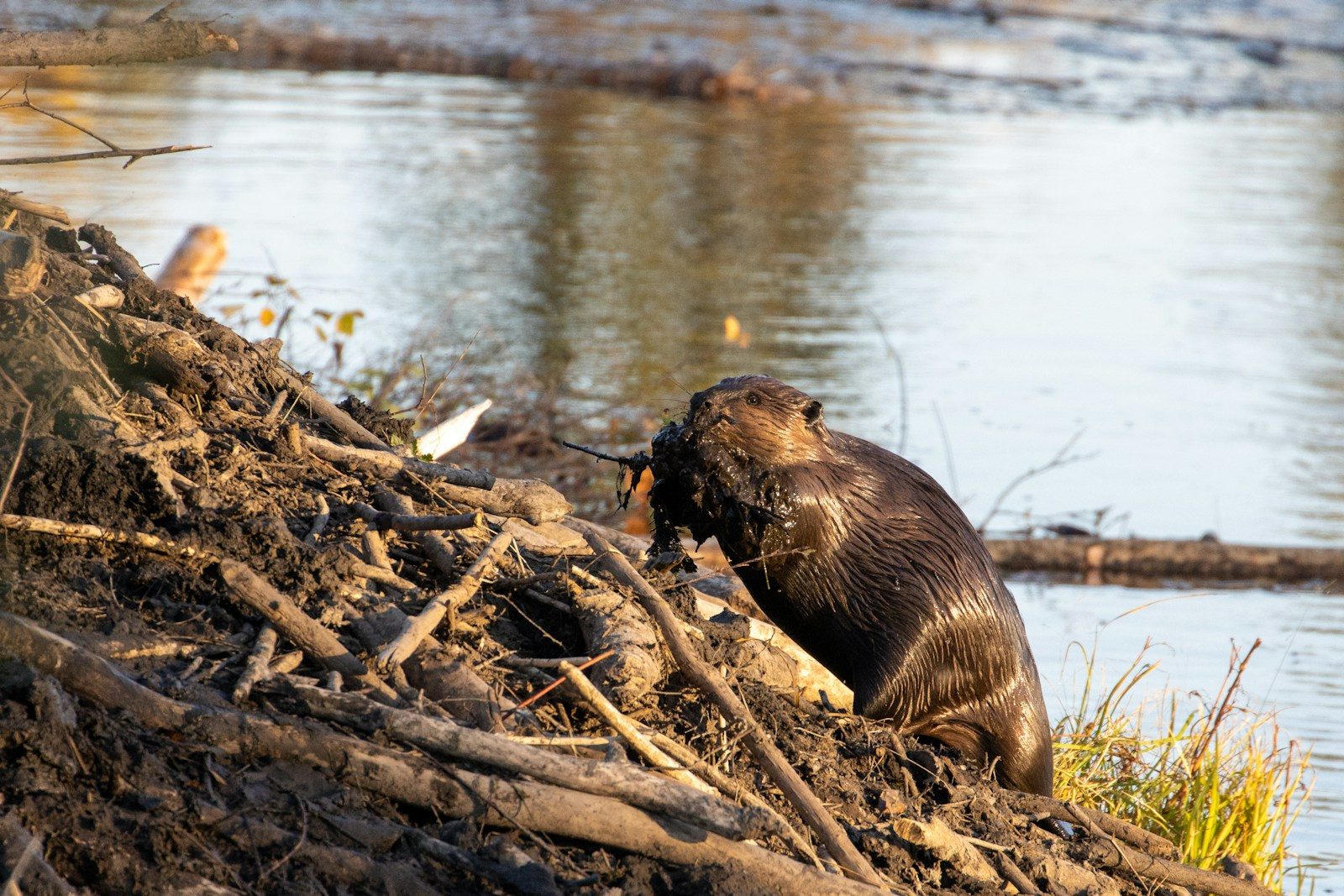 How beavers became California’s unexpected wildfire fighters