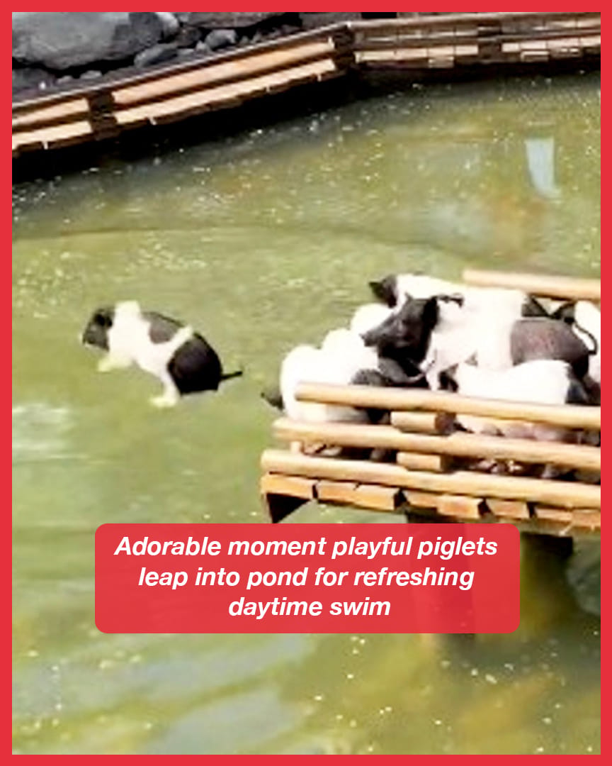 Adorable moment playful piglets leap into pond for refreshing daytime swim