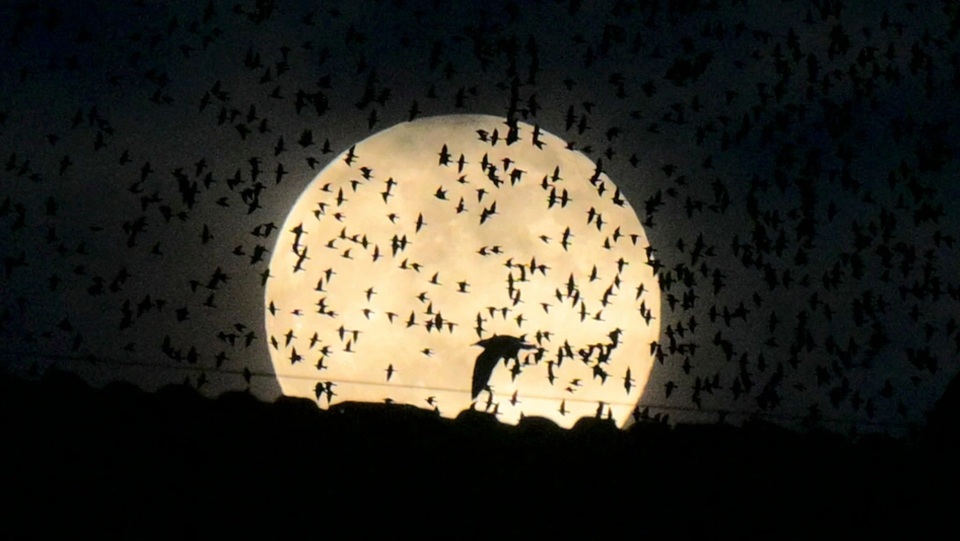 Starling murmurations reveal complex survival and communication patterns