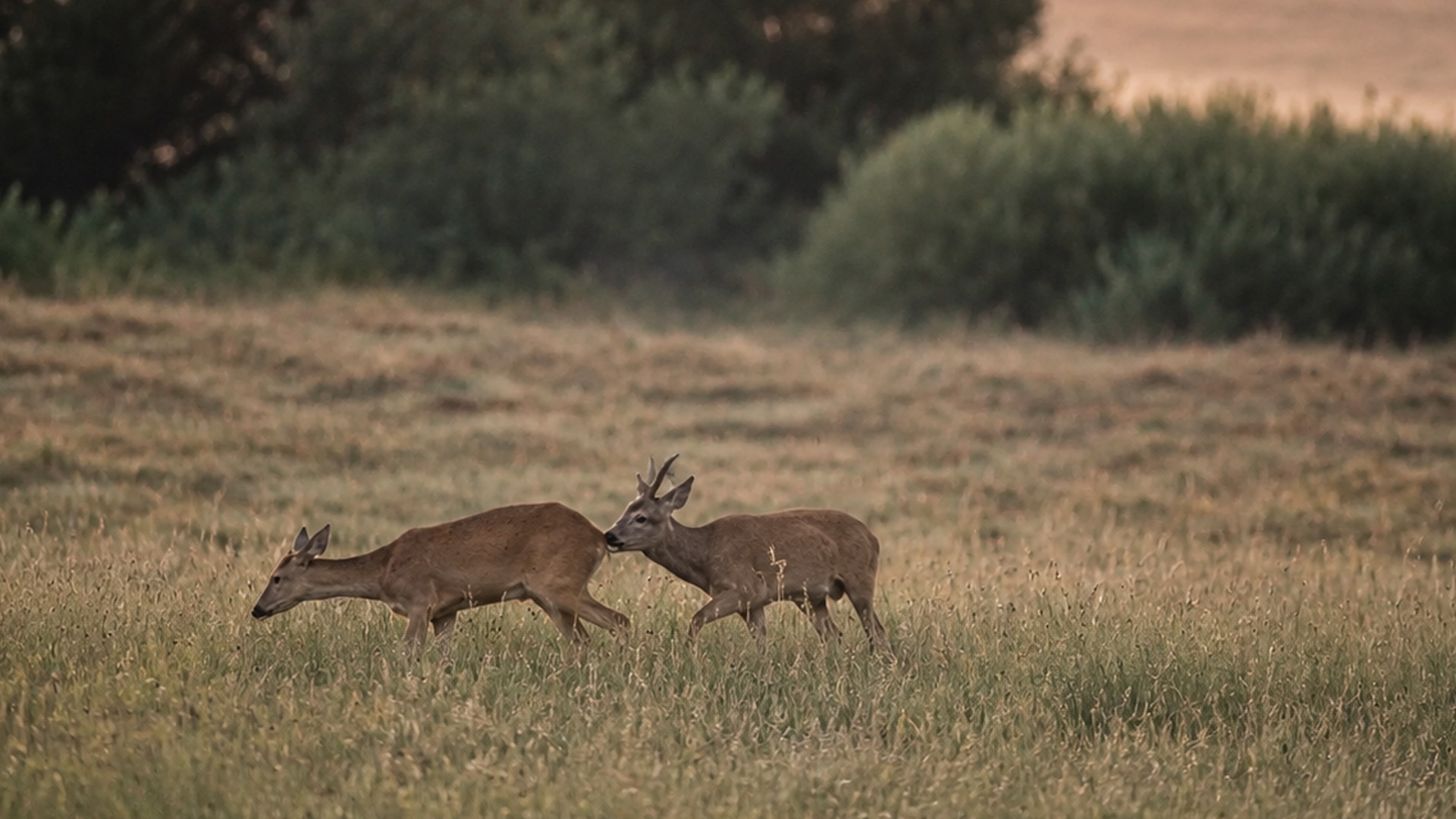 What this hidden camera captured in the meadow was unexpected