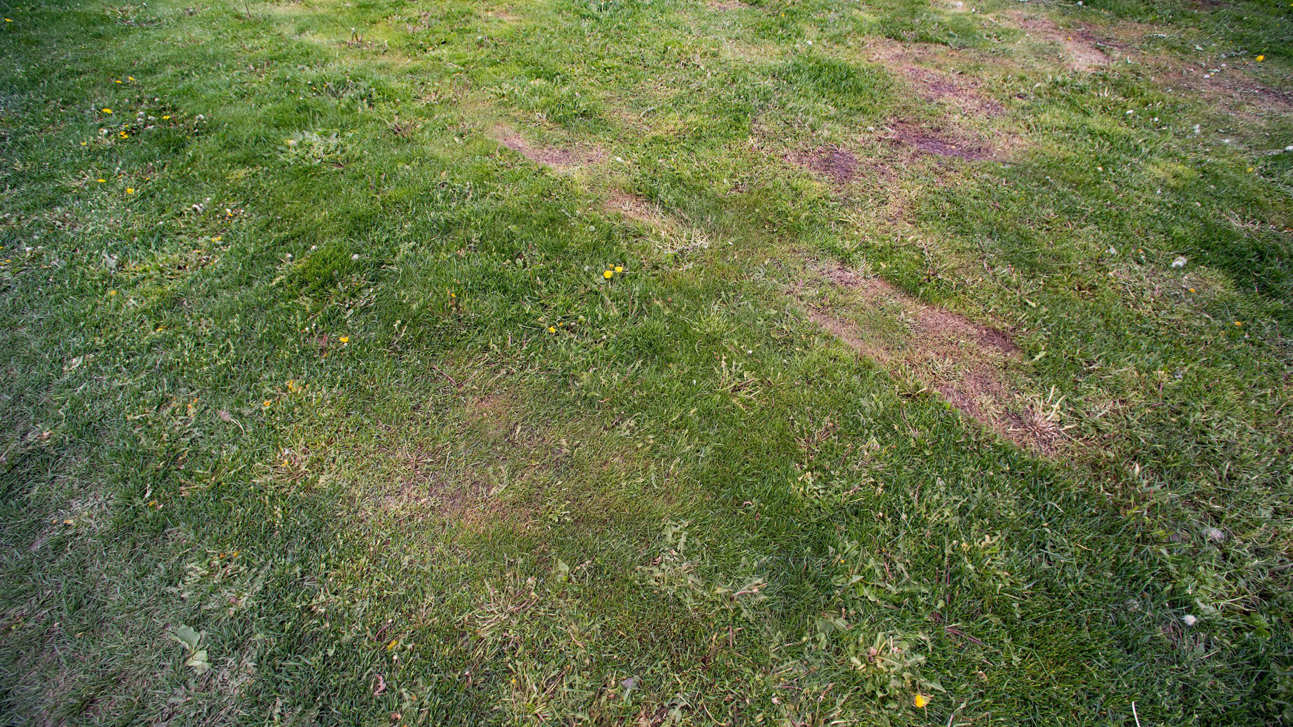Why your grass has stopped growing - and how to get it back on track