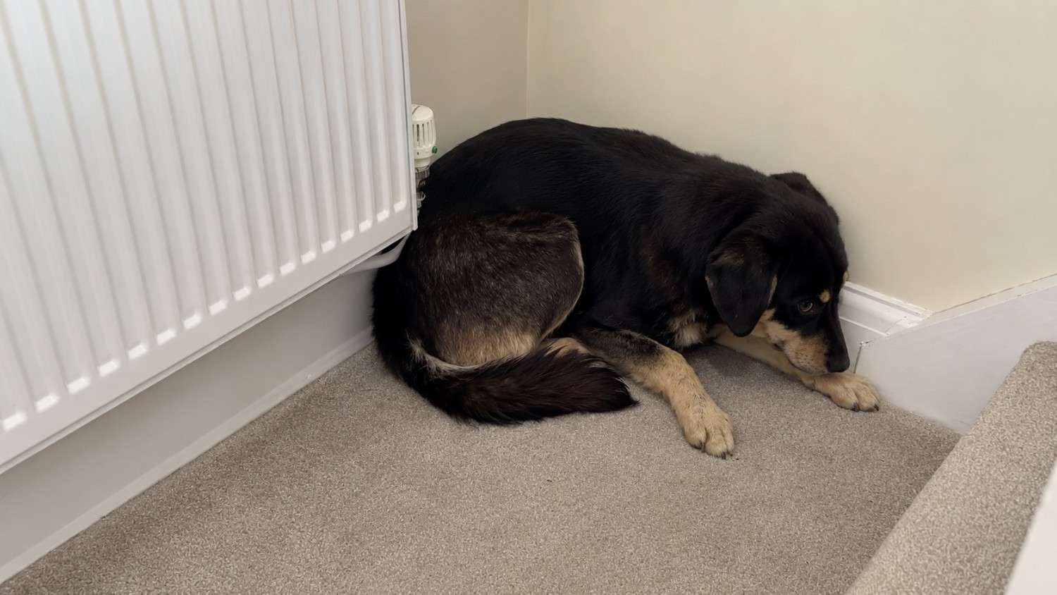 A broken rescue puppy slowly learns to trust again
