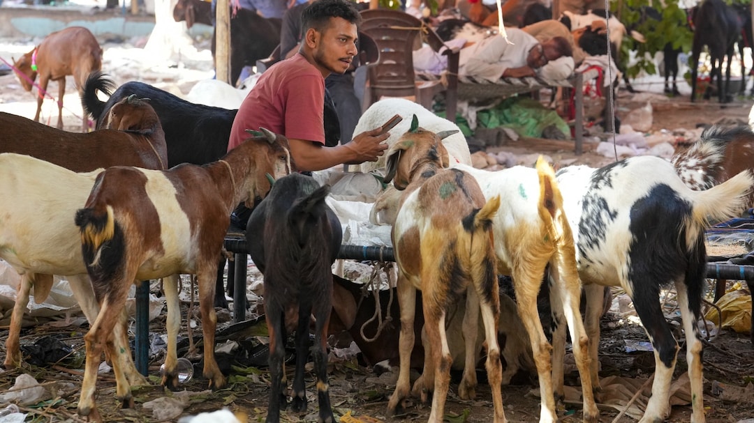 Bakrid 2026: Goat prices soar up to 40% in Mumbai, Delhi, Kolkata ...