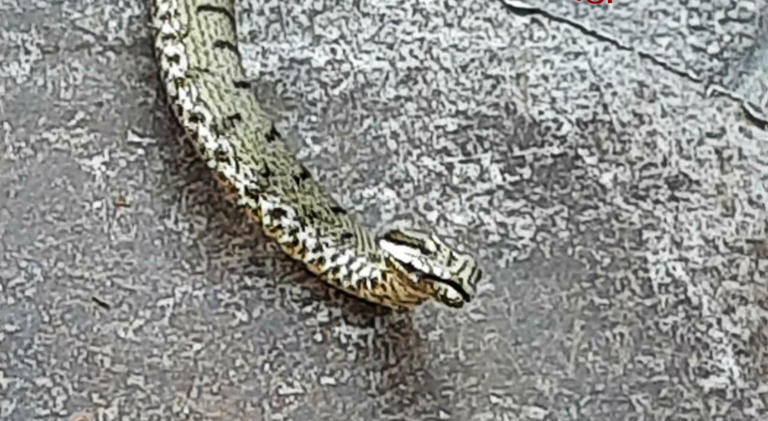 Morso da una vipera mentre lavora nei campi, corre in farmacia ma non ...