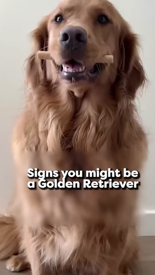 These signs prove you’re basically a golden retriever