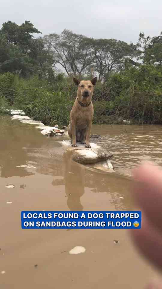 Local hero rescues stranded stray dog during severe flooding