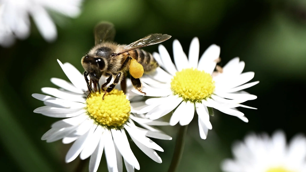 Turn your garden into a pollinator paradise