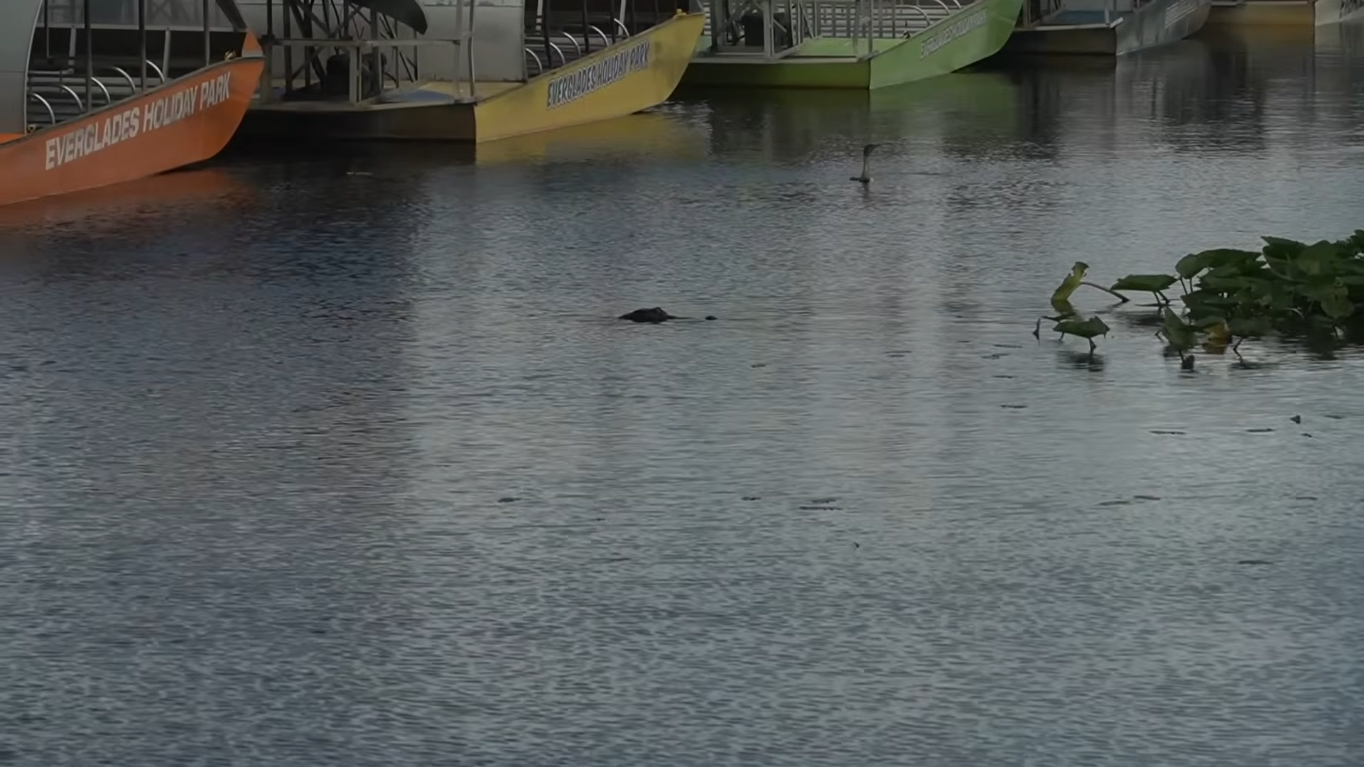 They fished the dock demons’ territory while alligators watched every cast
