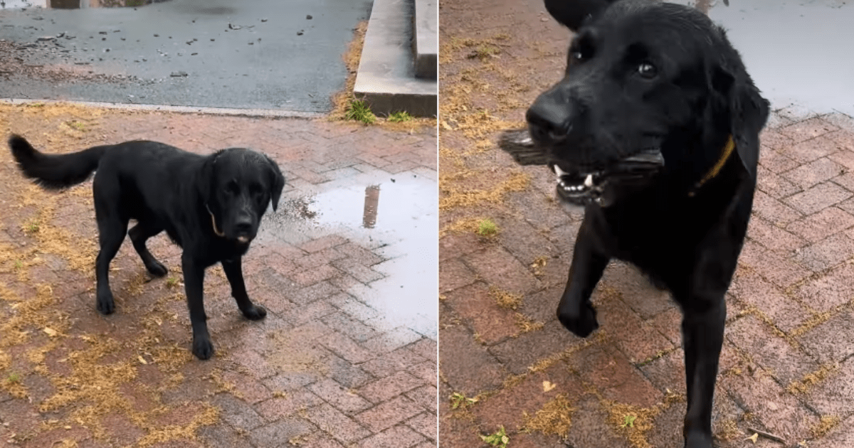 Labrador's excitement over his freshly collected stick is pure delight