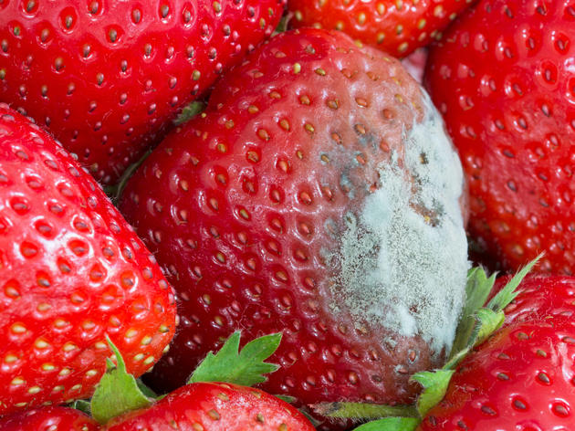 Schimmel auf einer Erdbeere: So können Sie die restlichen Beeren noch ...