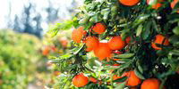Ceres’ record-breaking storm fuels agriculture fears in Western Cape