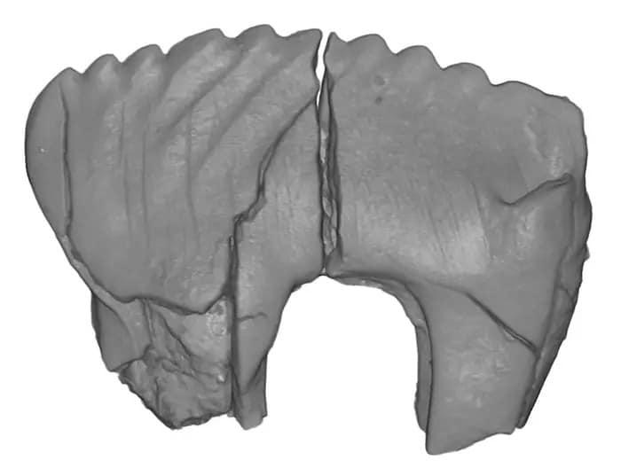 Ancient teeth found in Alaska reveal the Arctic was creating new mammal ...