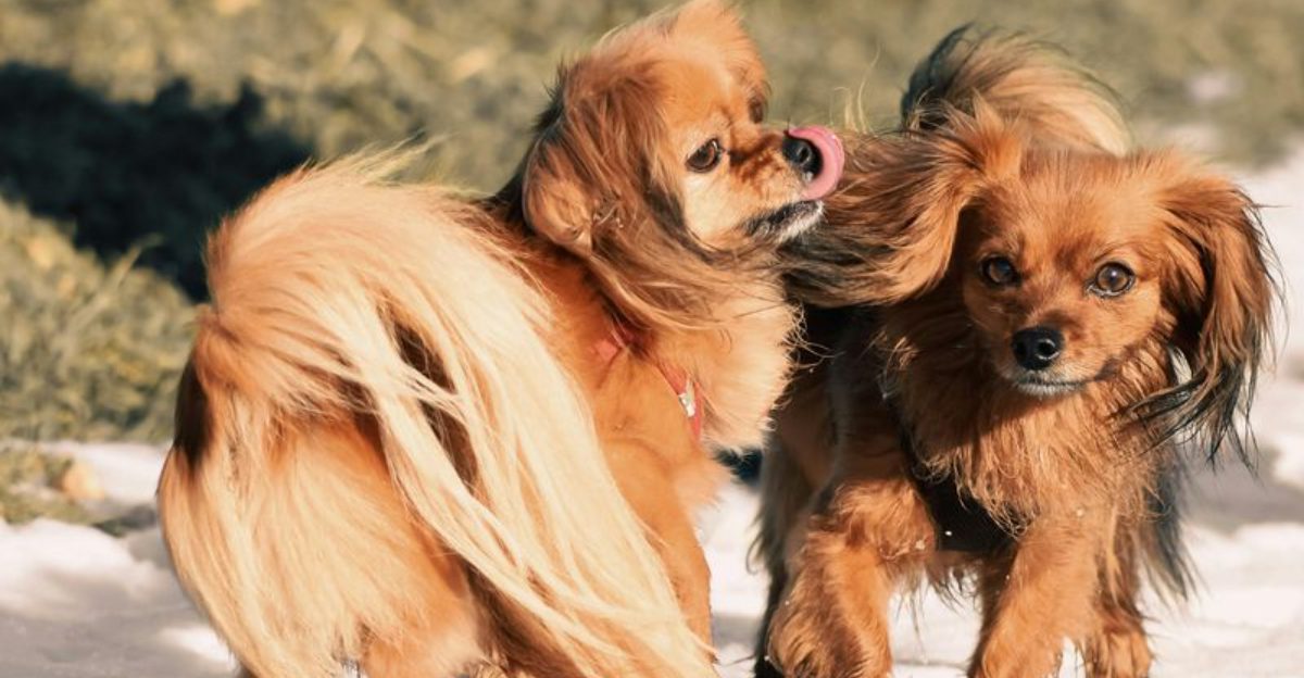 11 calm dog breeds that quietly monitor everything, plus 3 especially ...