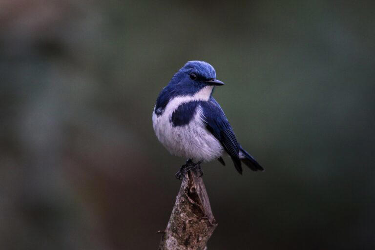 Nepal’s infrastructure risks wildlife habitats beyond protected areas ...