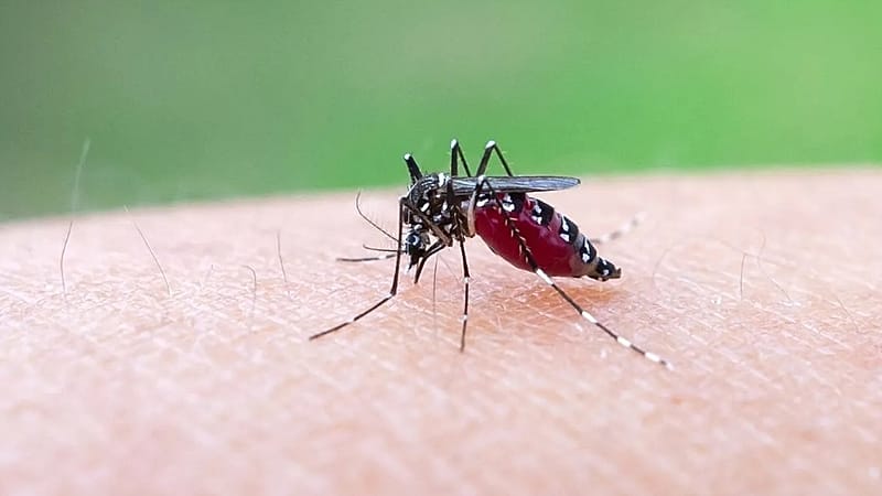 Europe could become a chikungunya virus hotspot as heat expands ...