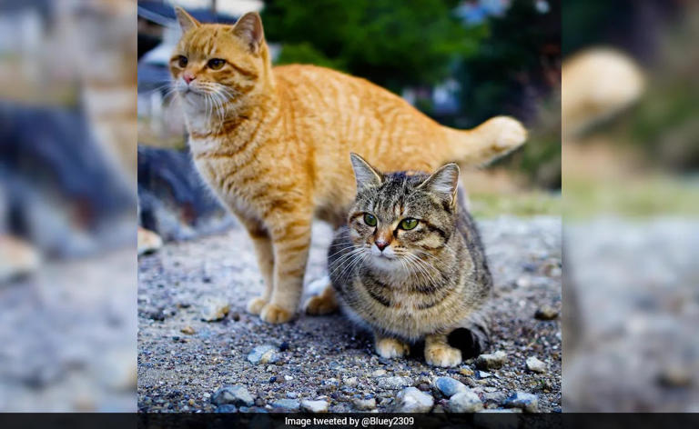 "Hello, Kitty": Japan's obsession with cats is now an industry worth ...
