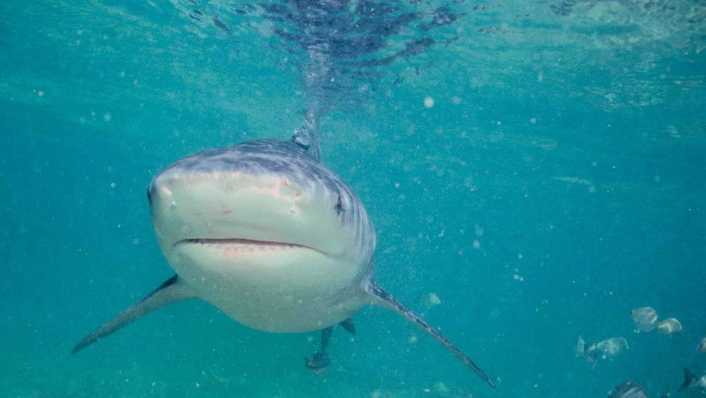 Two shark deaths in eight days spark calls for cull
