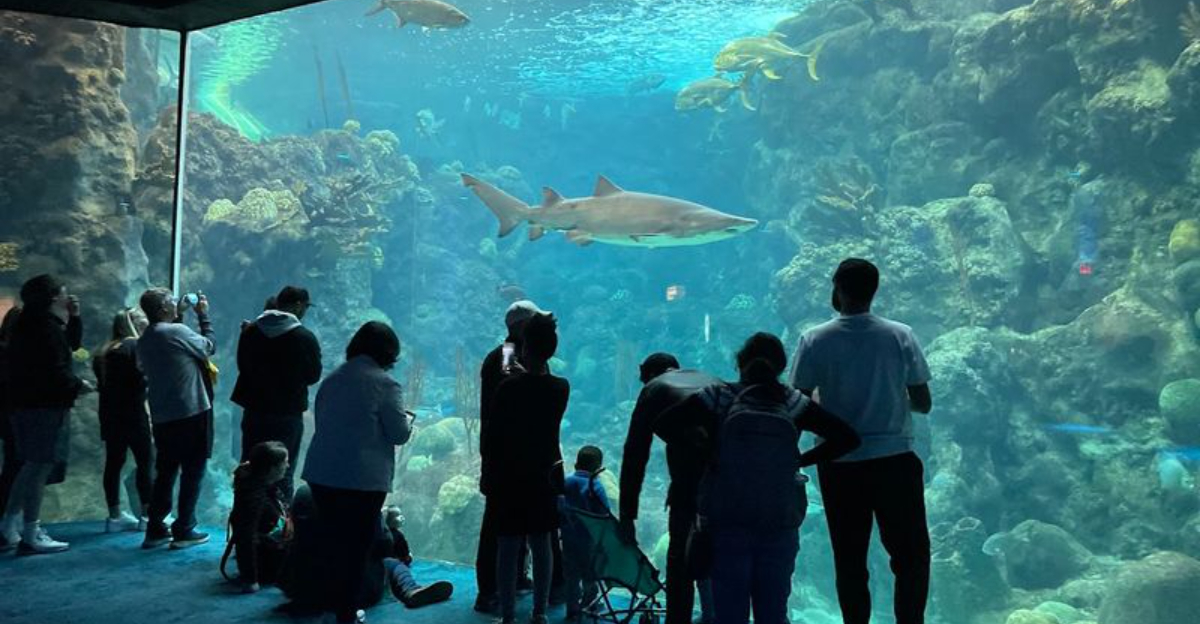 15 amazing aquariums in America that belong on every bucket list