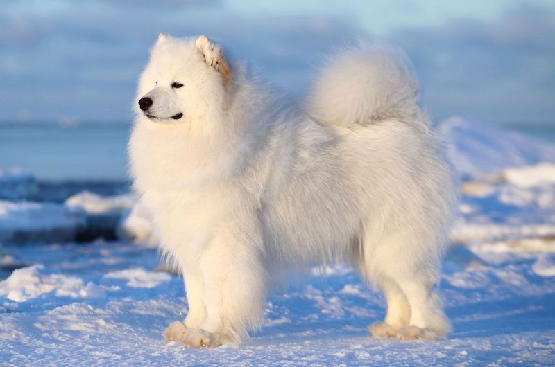 11 ultra-friendly dog breeds that act like every stranger is already family