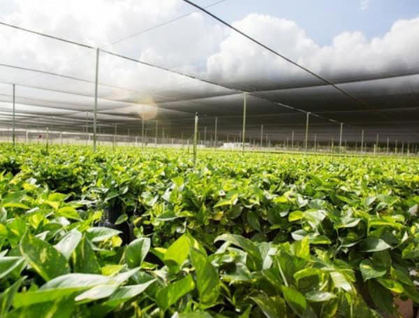 Is Florida’s food supply safe? Why the South demands action on farm threats