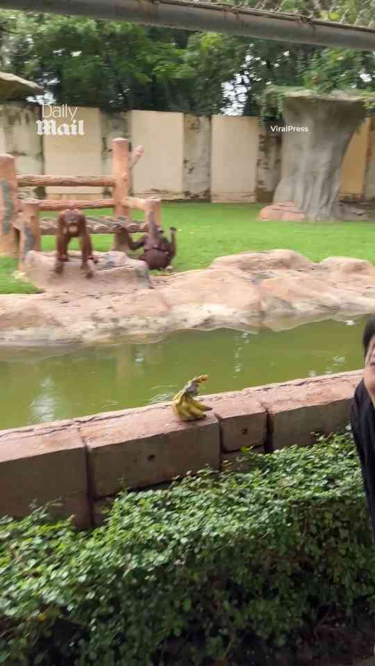 Monkey sarcastically claps back after banana throw fails