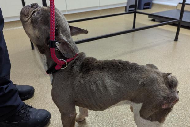 Deeside woman banned from keeping animals after neglecting pets