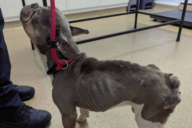 Deeside woman banned from keeping animals after neglecting pets