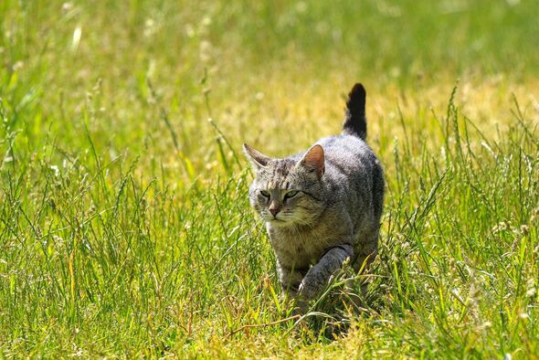 RSPCA issues 'sunburn and skin cancer' alert to pet owners in the UK