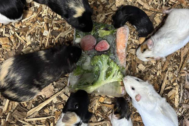 Keeping animals cool 'no easy task' in a heatwave - how Flintshire ...