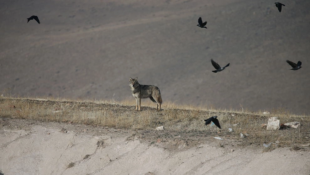 Global studies show wolves expand nocturnal ranges to avoid humans