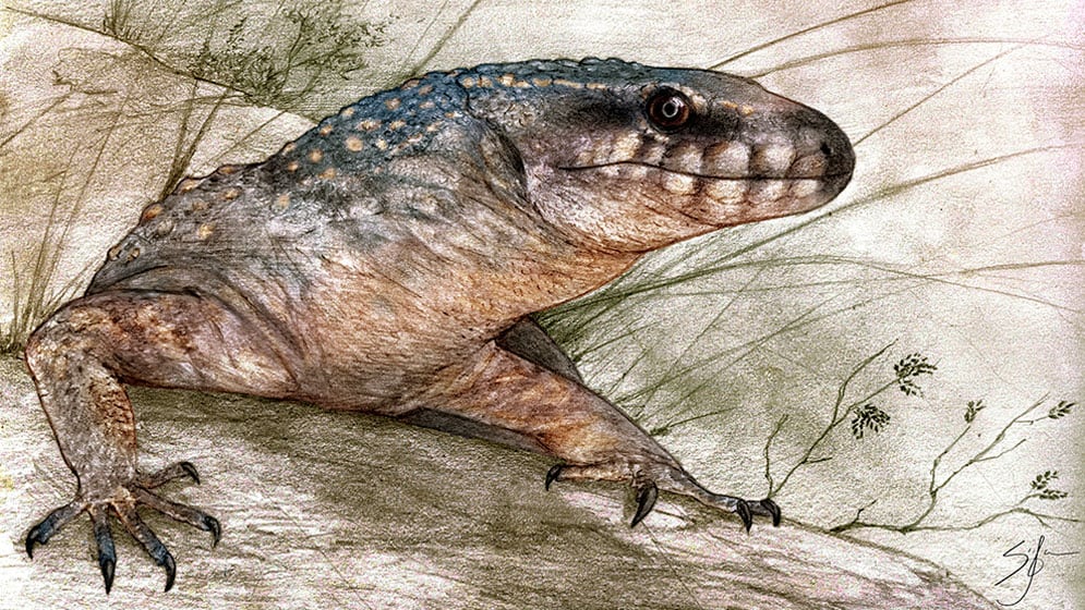 Científicos del CONICET descubren un nuevo reptil en la Patagonia que ...