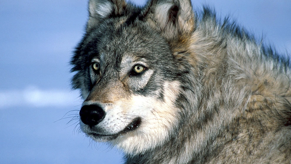 Global studies show wolves expand nocturnal ranges to avoid humans