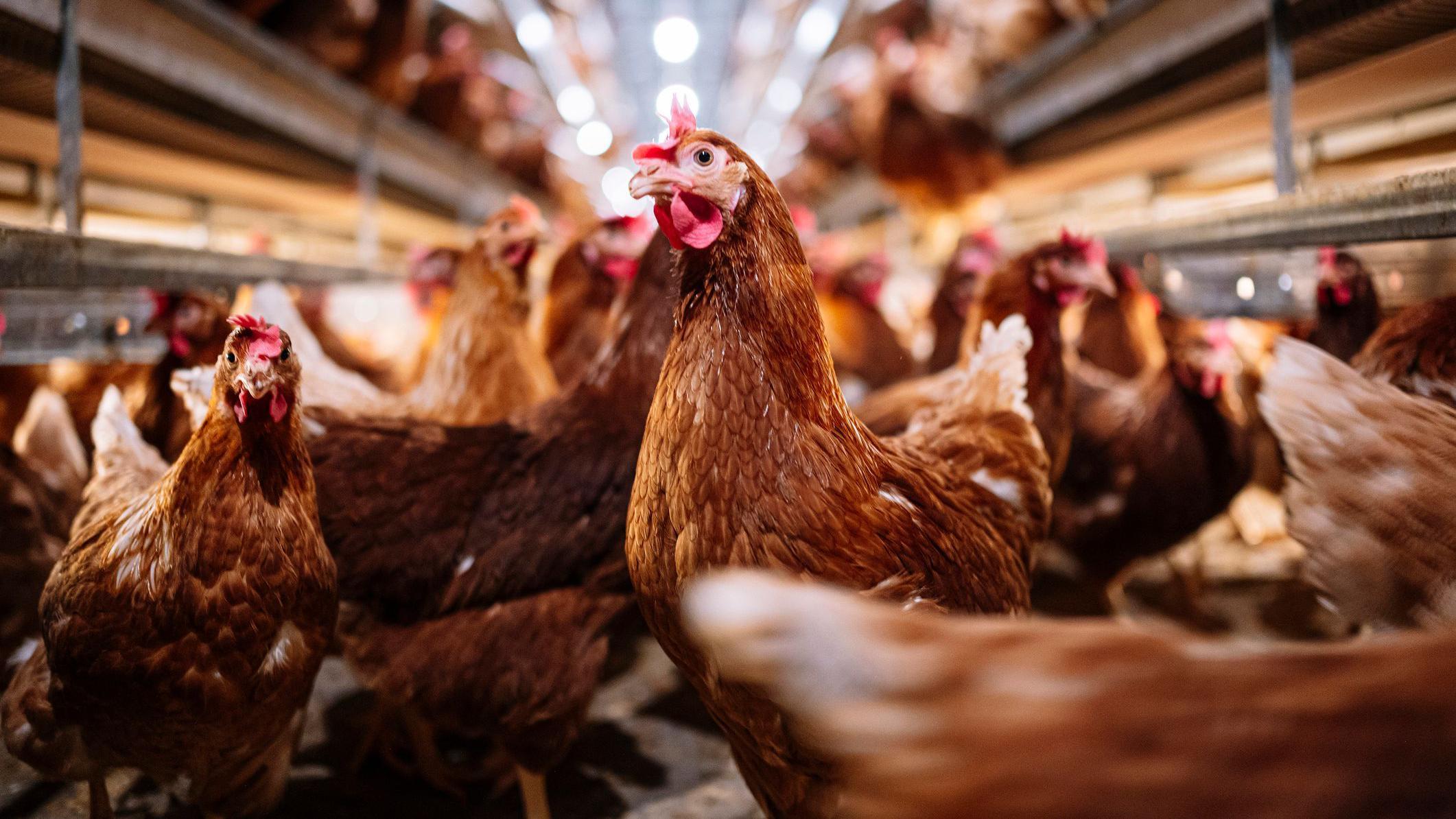 Plans lodged for 32,000-hen egg production unit