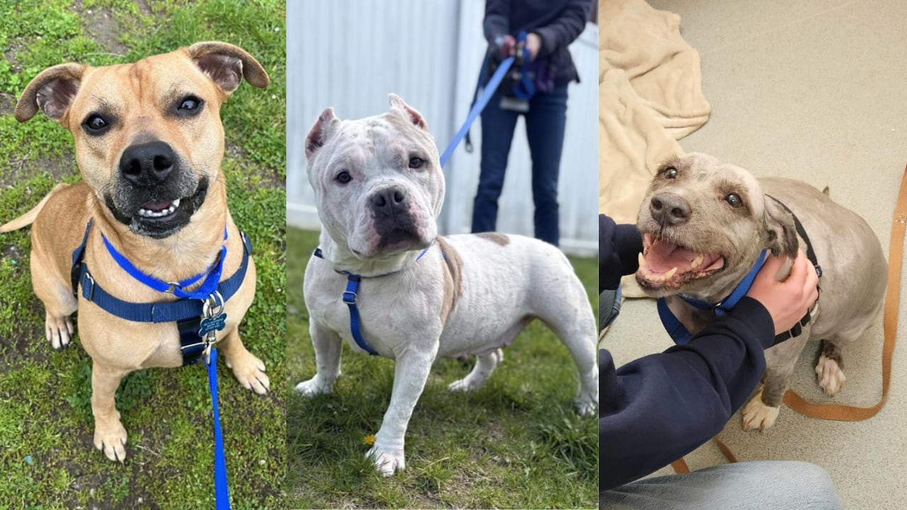 MSPCA-Angell waiving adoption fees in urgent push to find homes for dogs